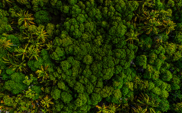 Verra announces new REDD methodology for protecting forests ...