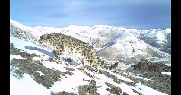 Rare snow leopard fossils trace evolutionary history of species