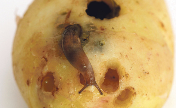 Soil conditions pose slug control challenges | Farm News | Farmers Guardian