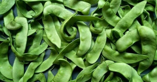 Kacang lima, pangan lokal super yang potensial membantu penanganan ...