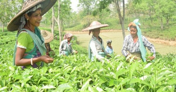 Tea trade in Tripura to get facelift with launch of Tea Auction Centre