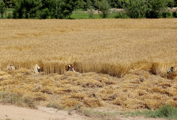 PAKISTAN-MULTAN-WHEAT-HARVEST
