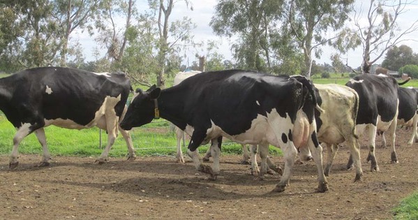 Brunswick cheese factory to reopen