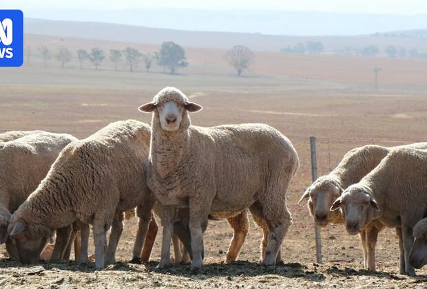 Enormous DNA databases for breeding sheep increases targeted traits