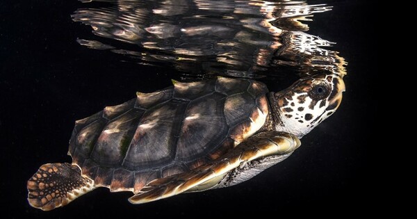 Turtle research going swimmingly thanks to Glencore