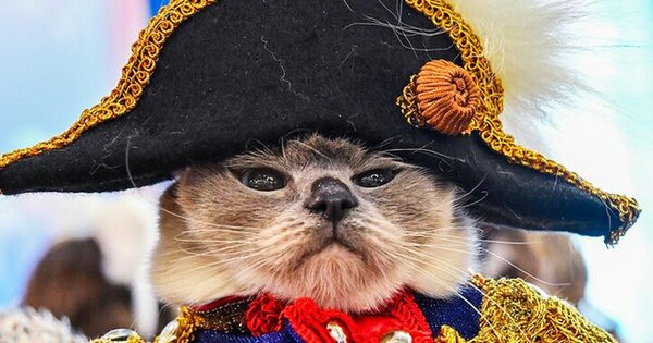 How do Russians dress... cats