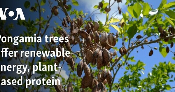 Pongamia trees offer renewable energy, plant-based protein