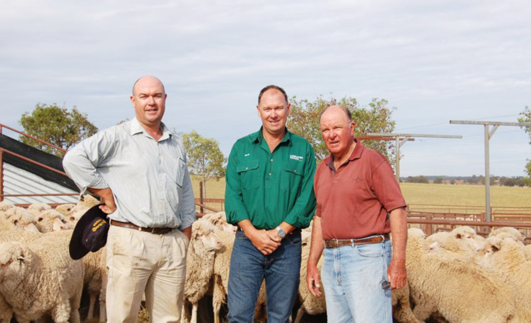 DNA profiling tech a drawcard at Merino ewe show