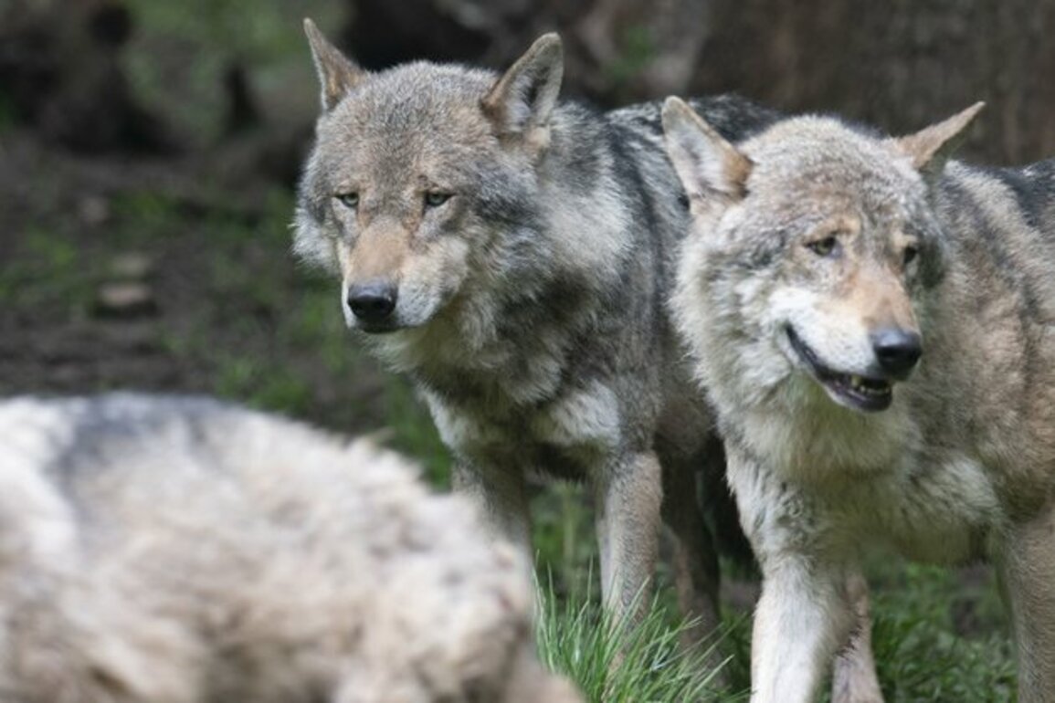 Chernobyl wolves have anti-cancer genome study