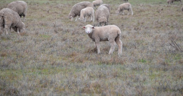 Producers urged to keep on top of summer sheep nutrition