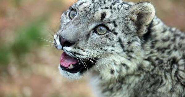 "Snow Leopard City" in NW China serves as urban conservation model
