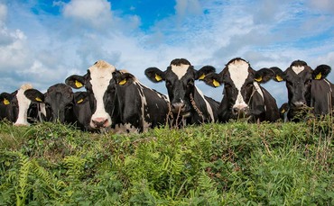 Muller announces 4.5ppl milk rise for July | Farm News | Farmers Guardian