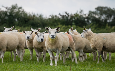 Beltex key to Cumbrian prime lamb enterprise | Farm News | Farmers Guardian