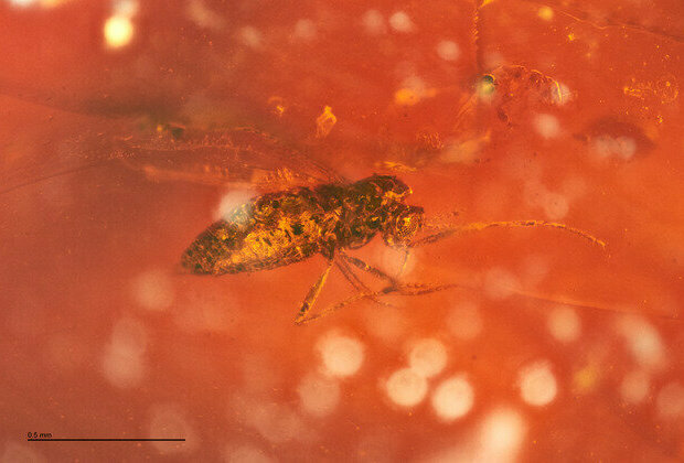 Australian amber has revealed 'living fossils' traced back to Gondwana ...