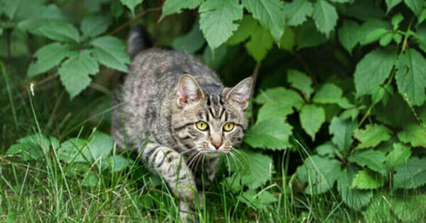 Ohio residents say Haitian migrants eating cats