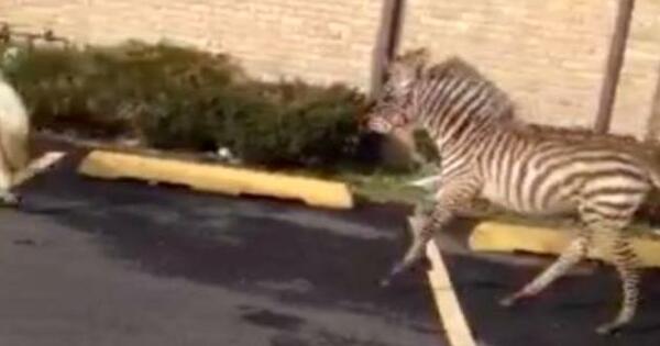 Zebra that escaped from trailer recaptured near Seattle