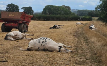 Farmers warned to be vigilant as livestock die due to hemlock poisoning ...