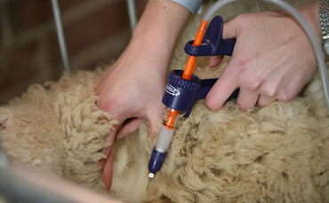 Commitment and communication key amid sheep sector vaccine shortages ...
