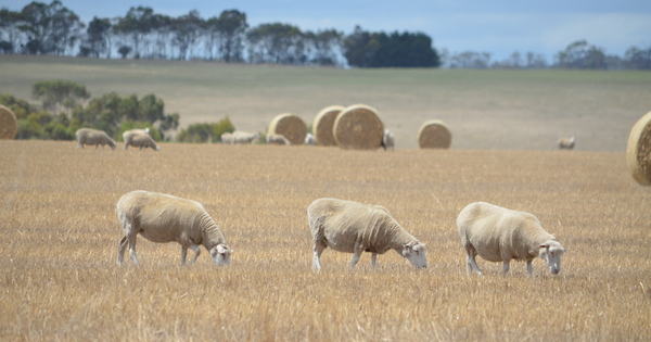 Prime lamb performs best in NSW gross margin analysis