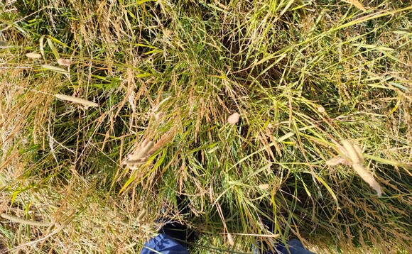 What is adaptive multi-paddock grazing and could it work for your farm ...