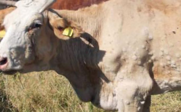 What you need to know about lumpy skin disease | Farm News | Farmers ...