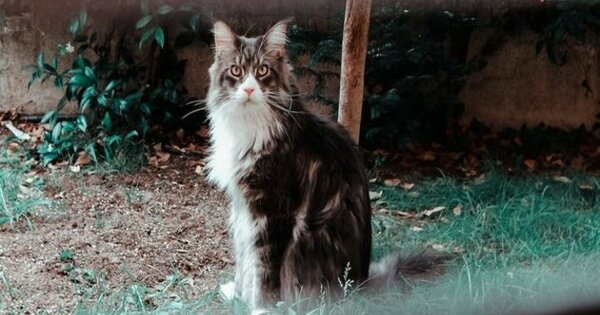 Study: Feline genetics help pinpoint first-ever domestication of cats