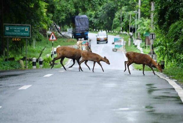 Assam floods: 17 wild animals drown, 72 rescued in Kaziranga National Park