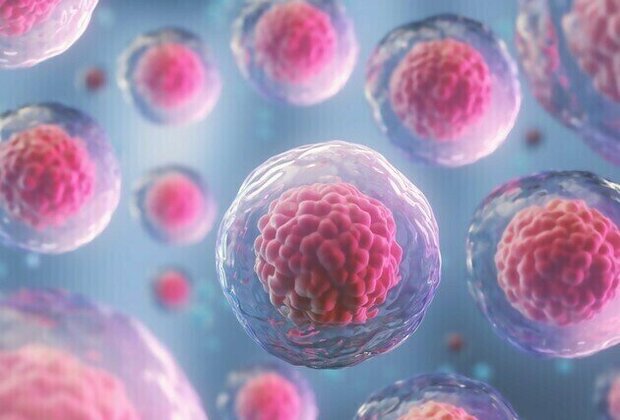 Spaceflight accelerates aging of human blood-forming stem cells, study ...