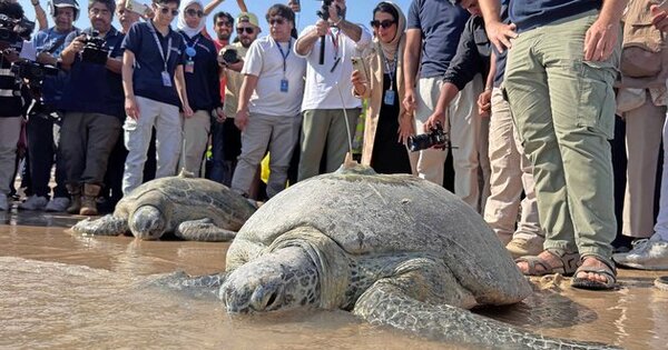 KUWAIT-KUWAIT CITY-SEA TURTLES-RELEASE