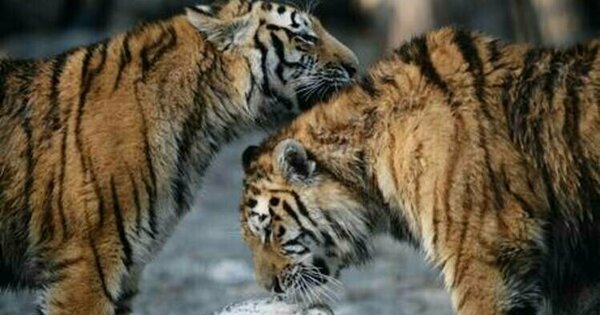 Putin-backed effort saves Siberian tiger from extinction