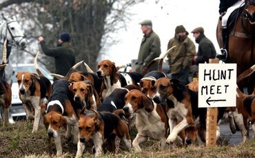 Countryside in uproar as Gov accelerates plan to ban trail hunting ...
