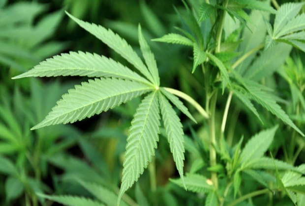 Pennsylvania House advances bill legalizing recreational marijuana