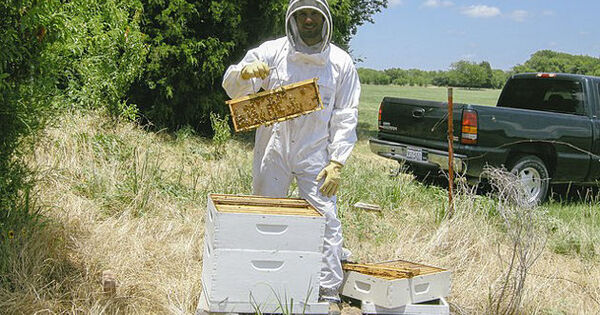 Urban beekeepers in Athens harvest honey from the heart of the city