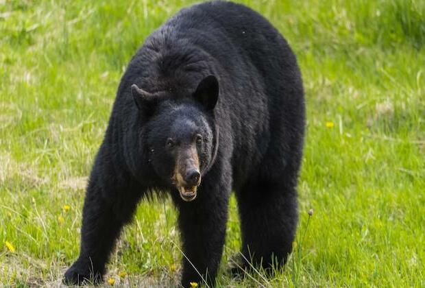 500-pound black bear captured near Tennessee university