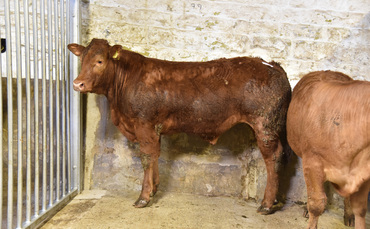 Auction mart sales round-up: New dairy record at Penrith, ewes and ...