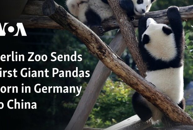 Berlin Zoo Sends First Giant Pandas Born in Germany to China