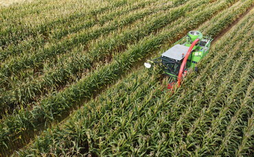 Improving maize crop performance | Farm News | Farmers Guardian