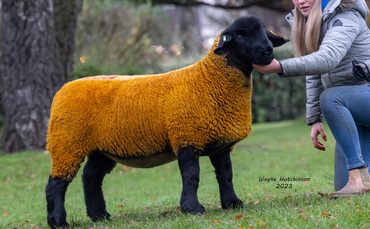 Dark Diamond Suffolks top at 12,000gns | Farm News | Farmers Guardian