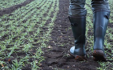 Farmers asked to donate old wellies for Senedd display to highlight SFS ...