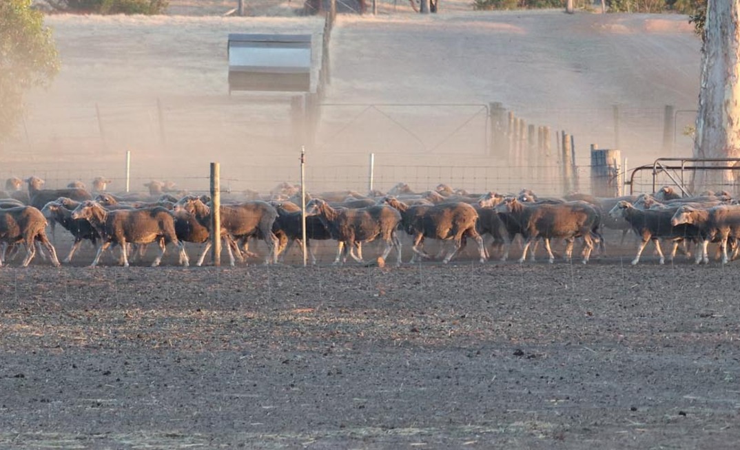 Good technique crucial for sheep welfare