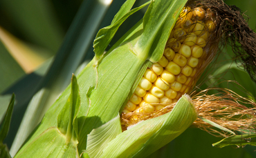 What the 2025 maize season has taught farmers for future crops | Farm ...