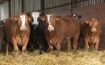 Fierce competition for prime beef sees prices 'soar' with supply ...