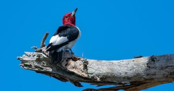 More people supporting protection of wildlife over exploitation