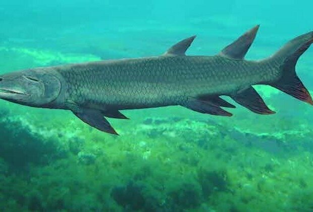A 380-million-year old predatory fish from Central Australia is finally ...