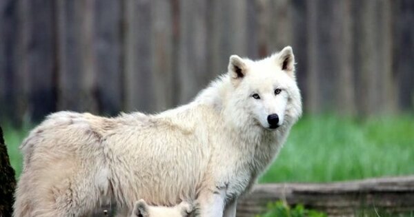 Scientists find that wolves can show attachment toward humans