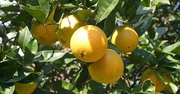 Florida citrus farmers counting losses after Hurricane Ian