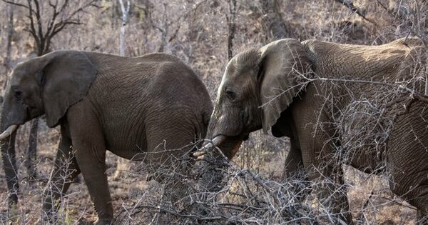 Elephants trample Spanish tourist to death in South Africa