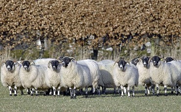 Diligence is key for maedi visna increase | Farm News | Farmers Guardian