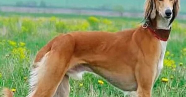 Kazakhstan: International Canine Federation recognises Kazakh Tazy as ...