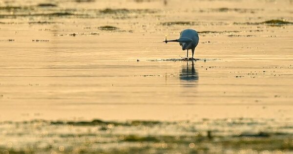 (Hainan Look) Paradise of Wintering Birds